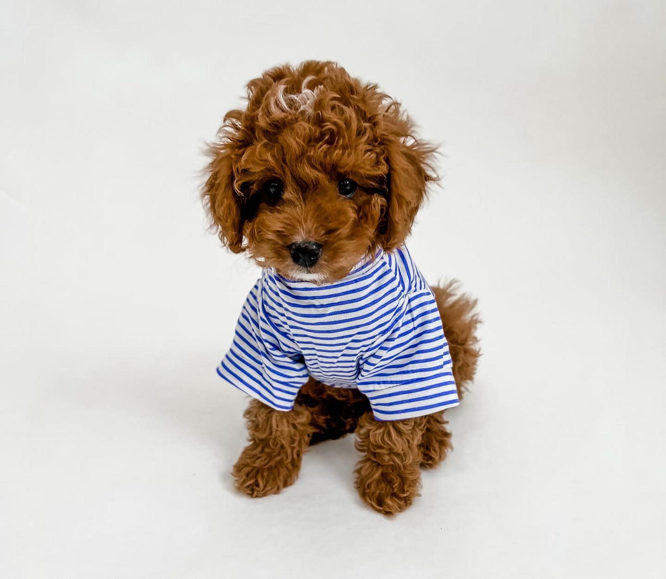 Cavapoo full grown. When fully grown, a Cavapoo’s size and… | by ...