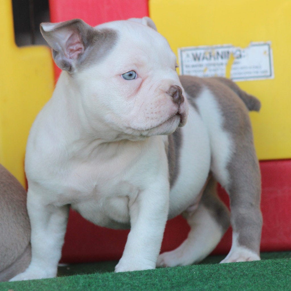 Pitbull Bully Puppies For Sale Cheap | Pitbullbullies.com - pitbull ...