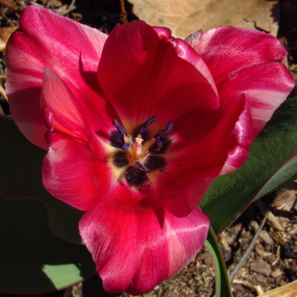 Spring blossoms at ABQ Biopark Botanical Gardens in Albuquerque 2023 ...