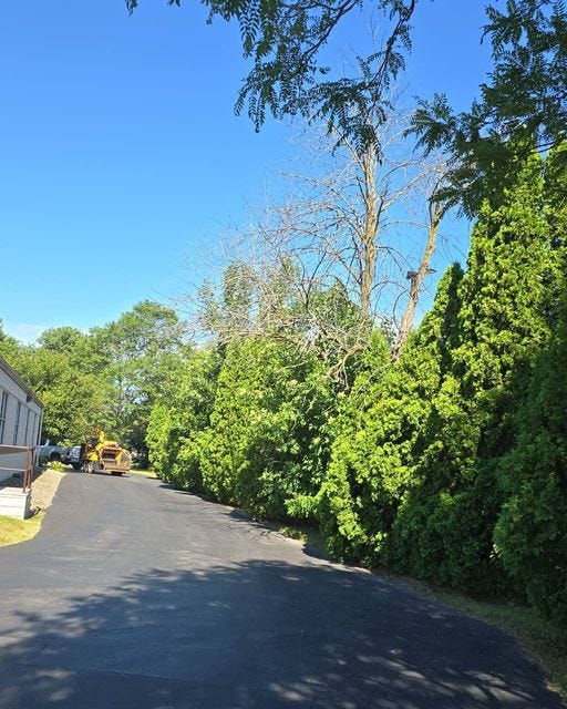 How To Safely Remove A Dead, Diseased And Damaged Tree? - KD Tree ...