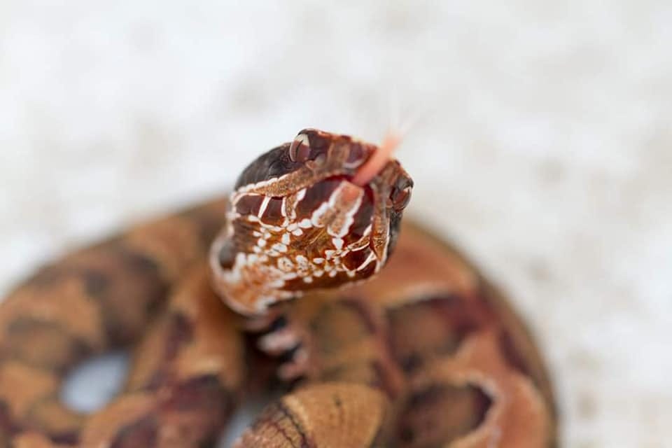 How NOT to Identify a Venomous Snake | by Micha Petty | The Natural ...