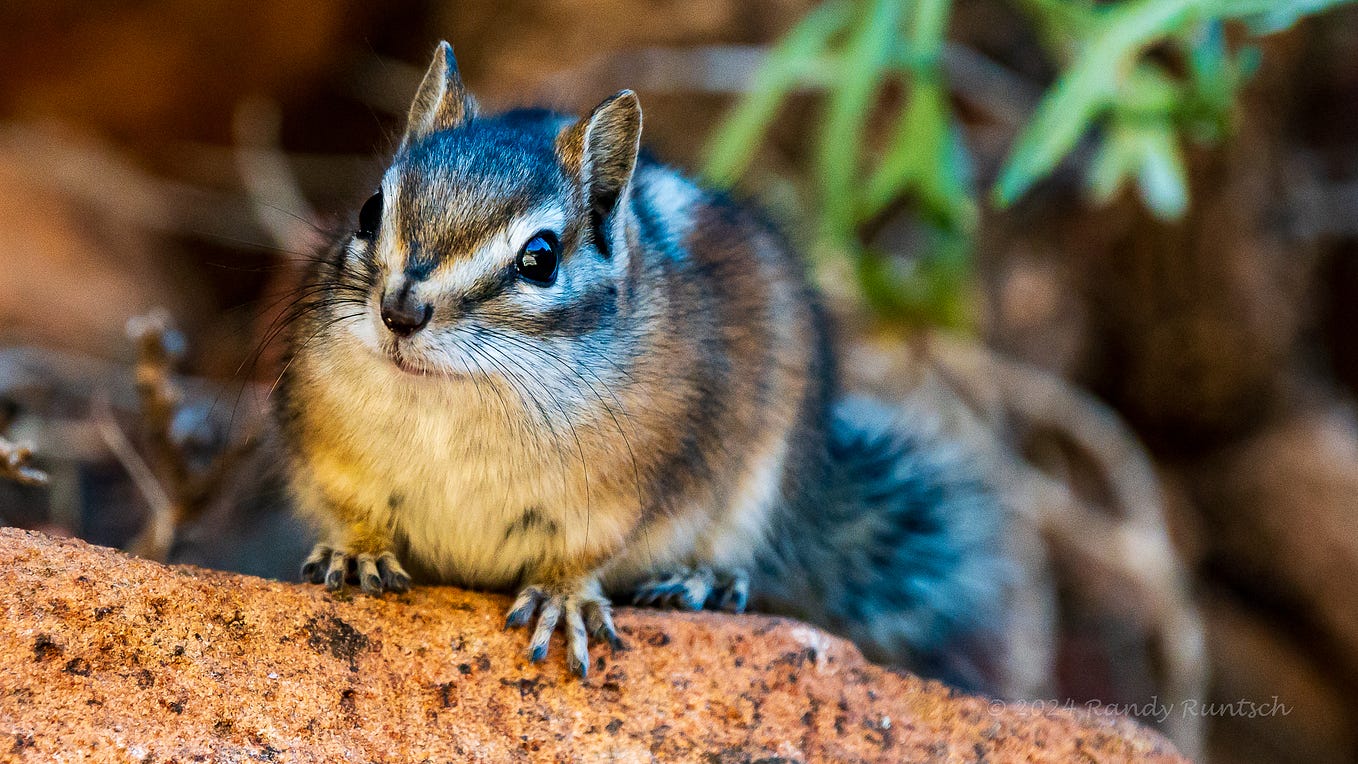 Acquire and Analyze Inflation Data in the US with an API, Python, and Tableau | by Randy Runtsch ...