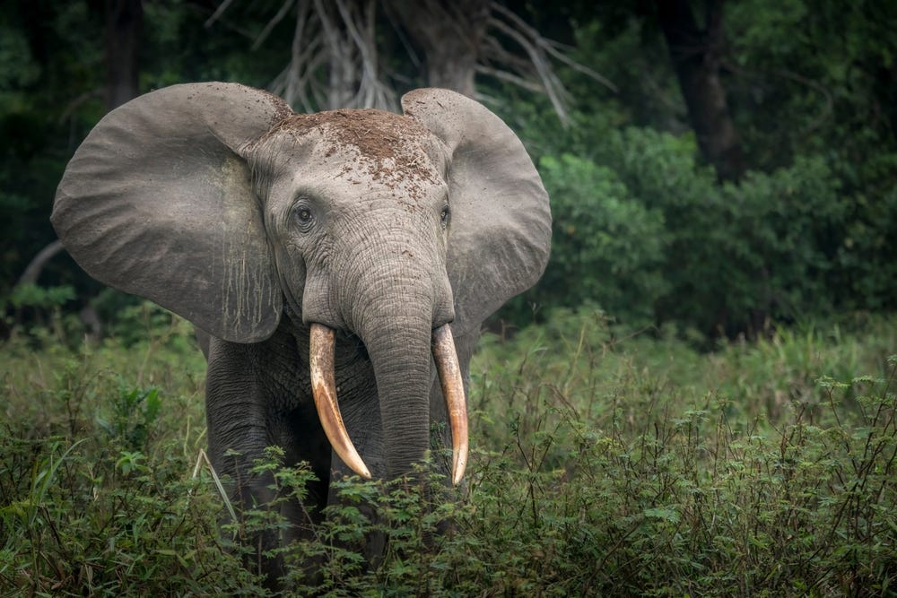 Troubleshooting Guide For Wal Replication Issues In Postgresql Medium