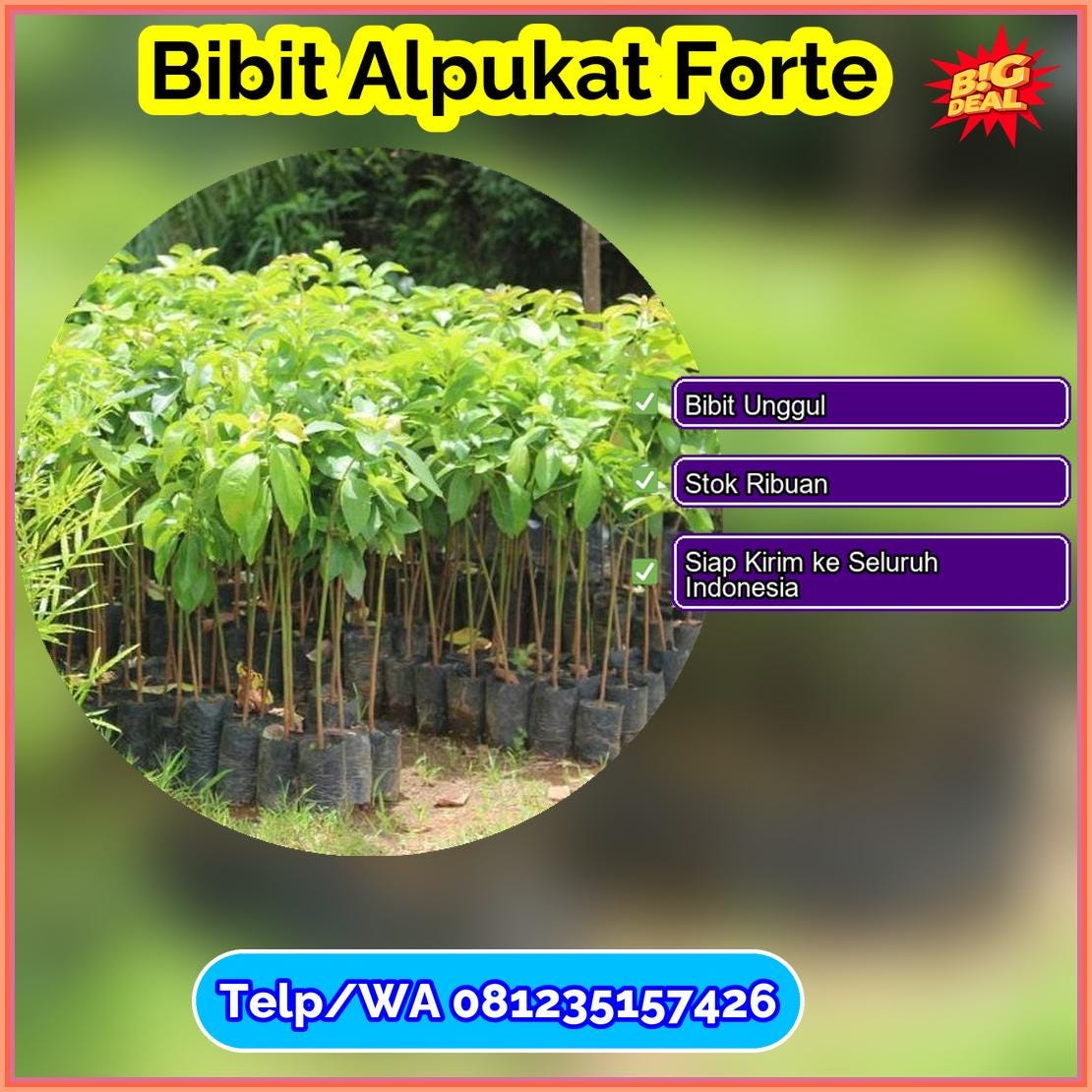 Pohon Durian Tinggi 1 Meter Bibit — Tanaman Buah Duren Kaki 3 Termurah ...