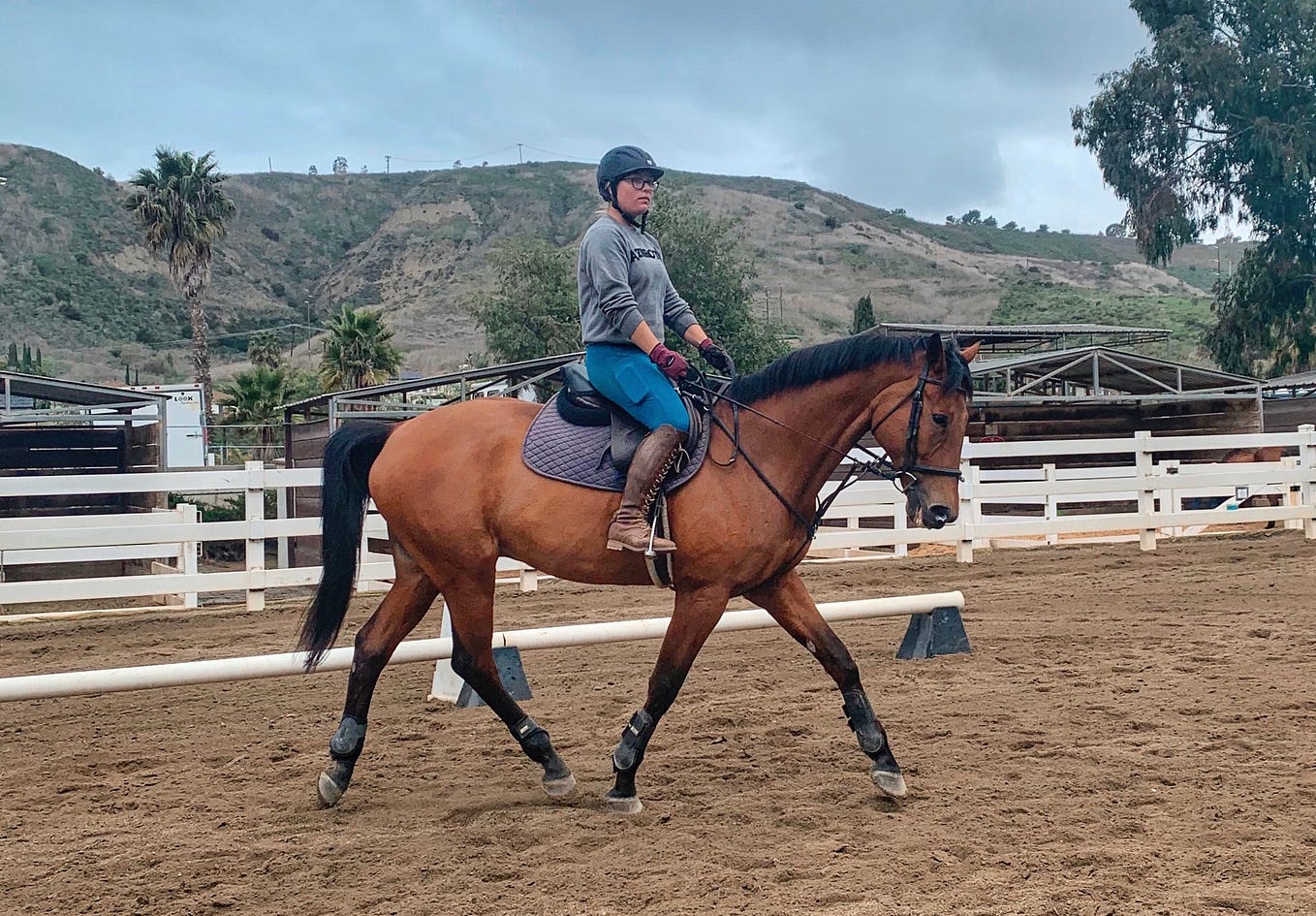 Shoulder Dislocation In Horses