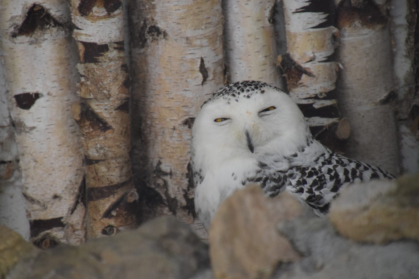 Server side paginated data table in Flutter | by Christian Muehle | Level Up Coding