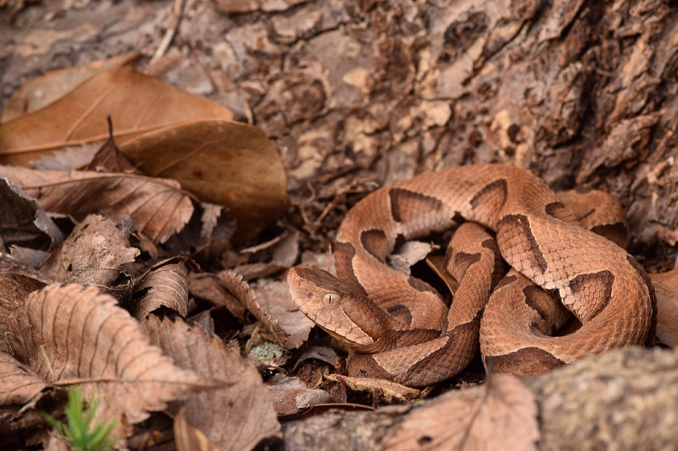 Do Snakes Actually Chase People?. Just because you run from something ...