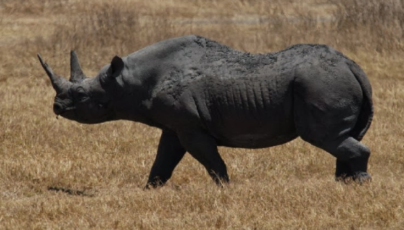 Endangered Animals in the Sahara. The life in the Sahara is not like ...