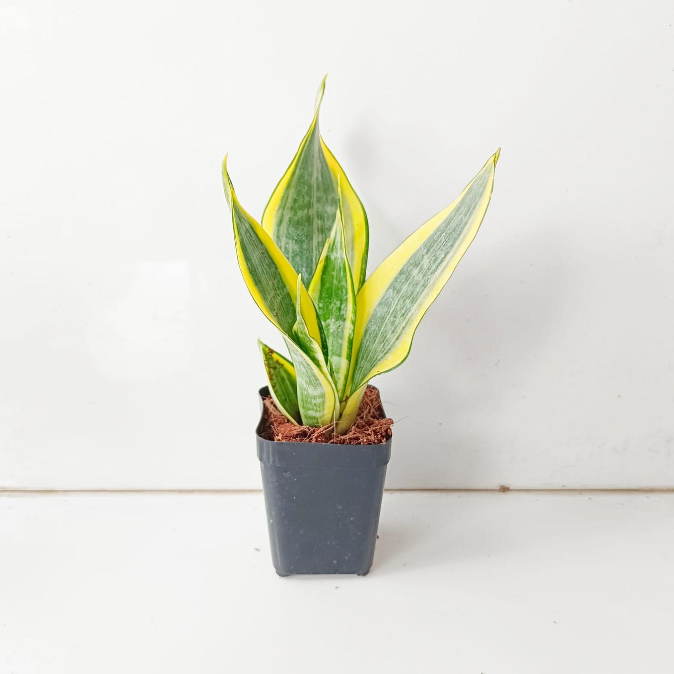 Title: A Beginner's Guide to Eugenia Plant Care | by Hrishikesh Sherikar | Medium