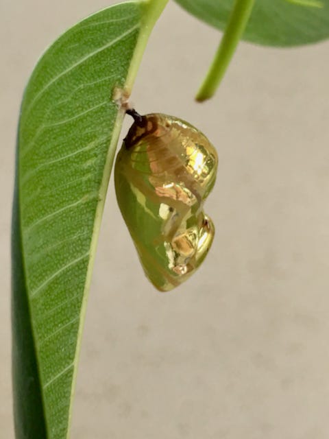 I'm sorry Del's gone. She sounds like a lady very much worth missing. I ...