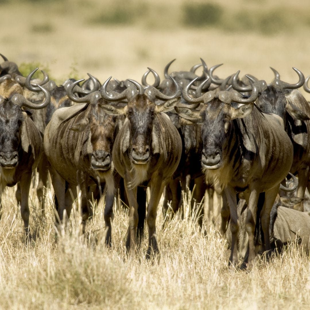 Embark on a Thrilling Adventure: A Kenya Safari Trip | by Kenya Tru ...