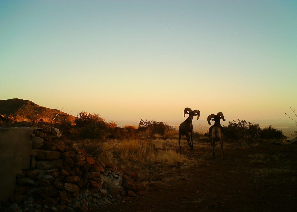 11 incredible wilderness photographs from the 1800's | by The ...