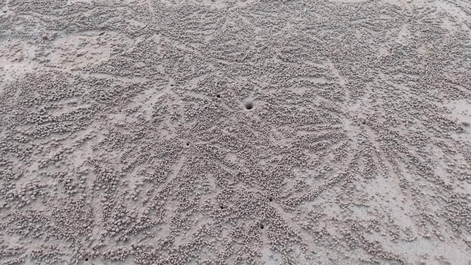 Network Plot with plotly and graphviz | by rohola zandie | Medium