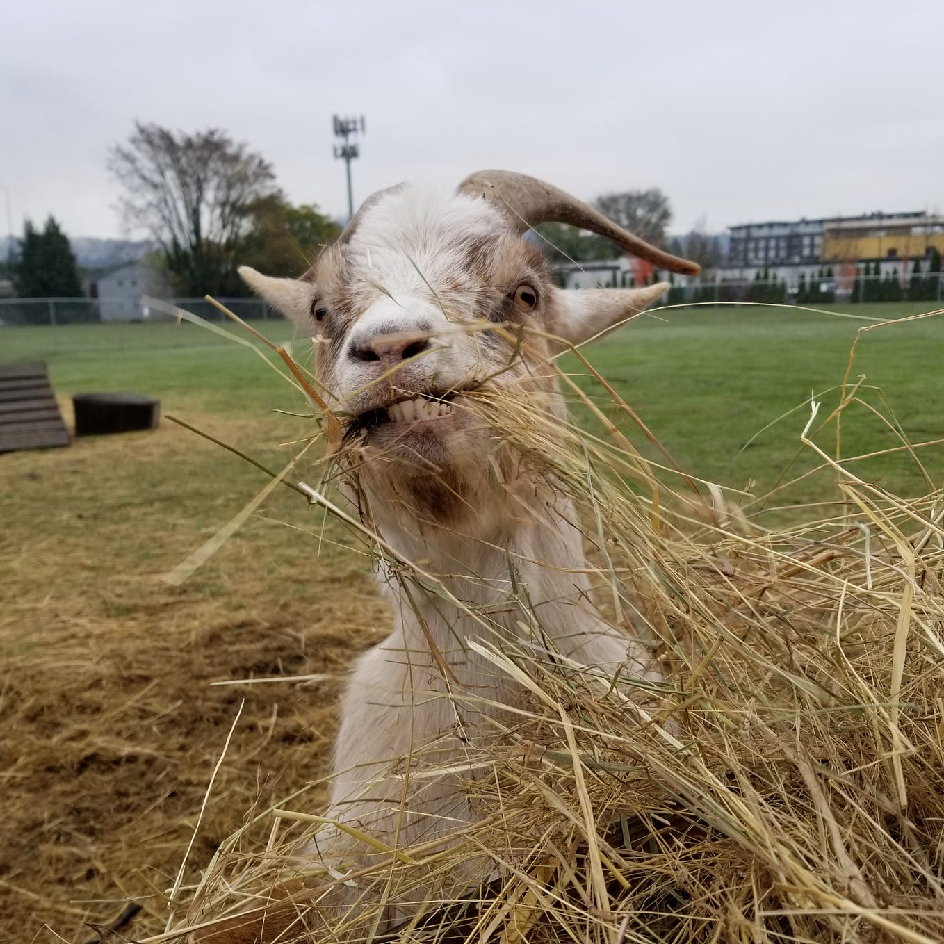 Portland’s Best Mascot Is Its Best Herd | by The Belmont Goats | Medium