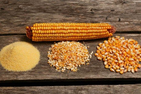 Distributor jagung sebagai pakan ternak Magetan WA 089636248478 | by ...