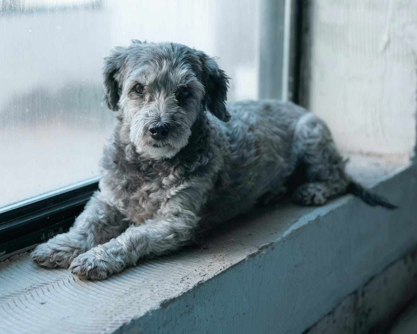 How Diamond Barely Survived a Neighbor’s Cruel Act | by Vee Hudson ...