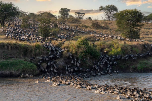 Kilimanjaro Song “Jambo Bwana” meaning and Lyrics | Africalife Tours ...