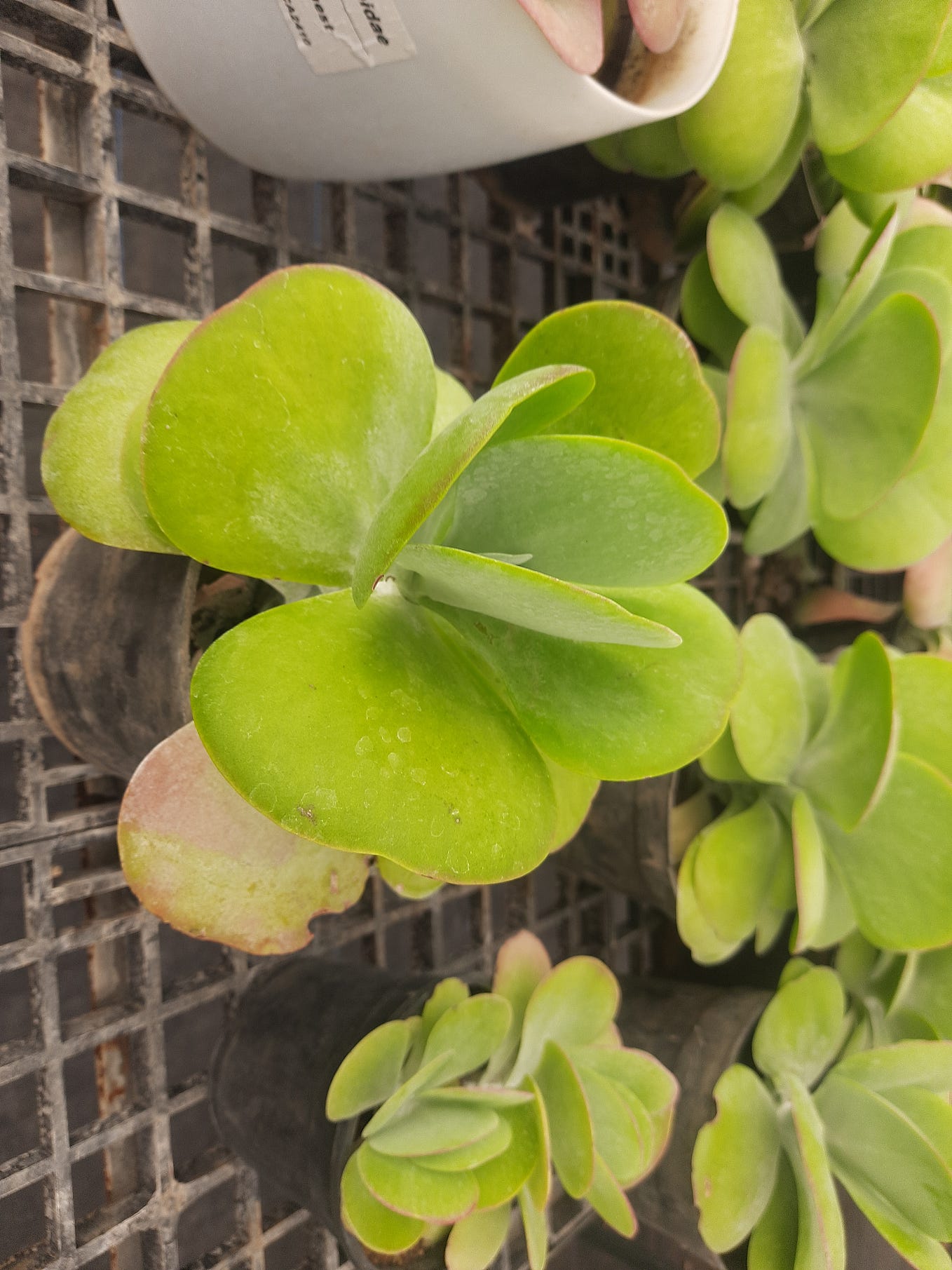 Ganges Primrose - Rathinasabapathy B - Medium