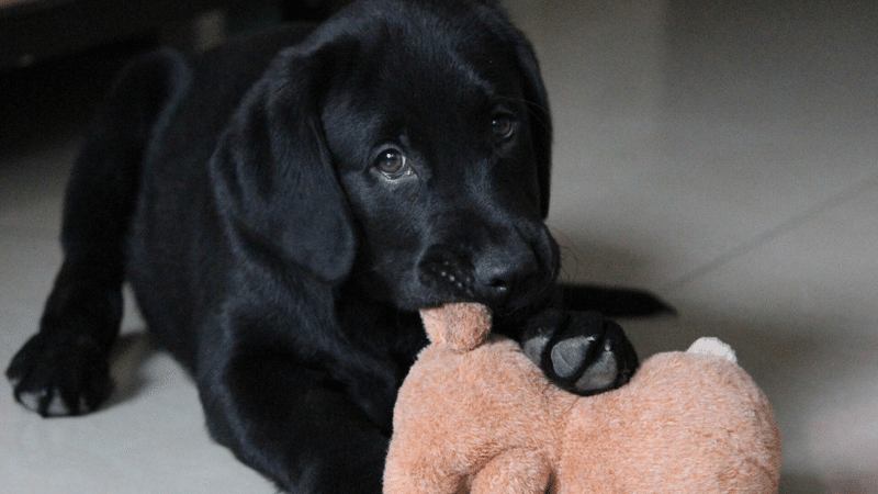A Dog named Shadow Part 4. Shadow grew like Georgia kudzu after… | by ...