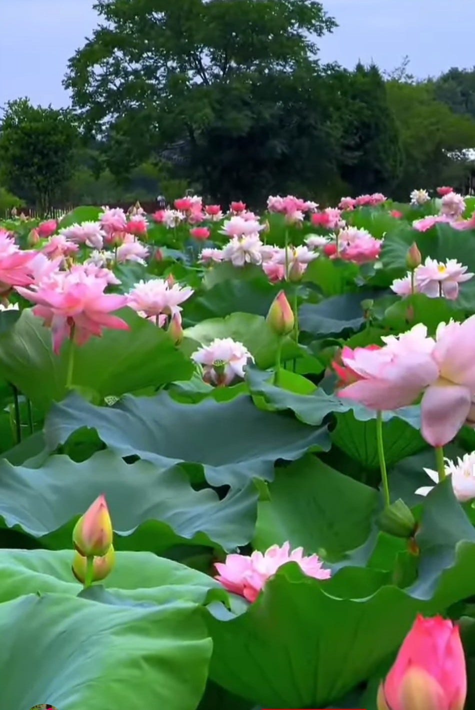 Microsoft Unveils New Open Source Windows Terminal