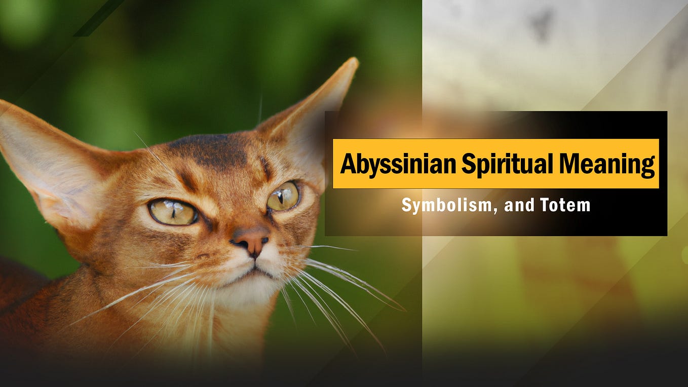 Bombay Cat Spiritual Meaning, Symbolism, and Totem - puppyplaying - Medium