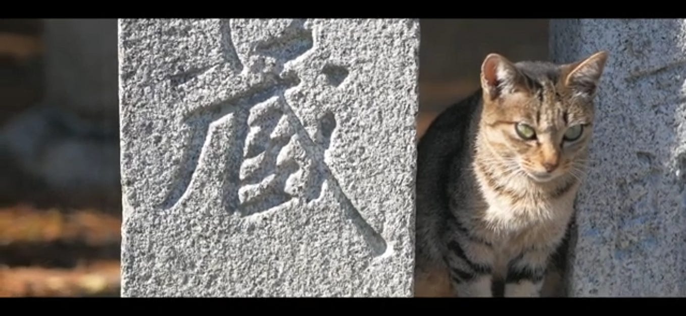 Japan Saijyo festival - Shintoism Buddhism and Cat - Medium
