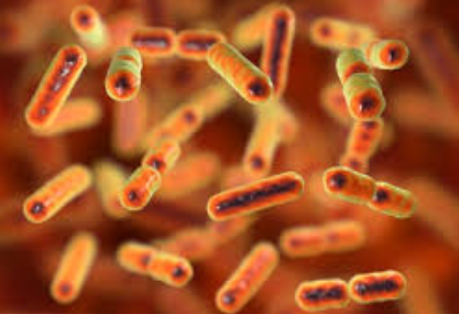 What’s in a name? The taxonomic system and how do we classify bacteria ...