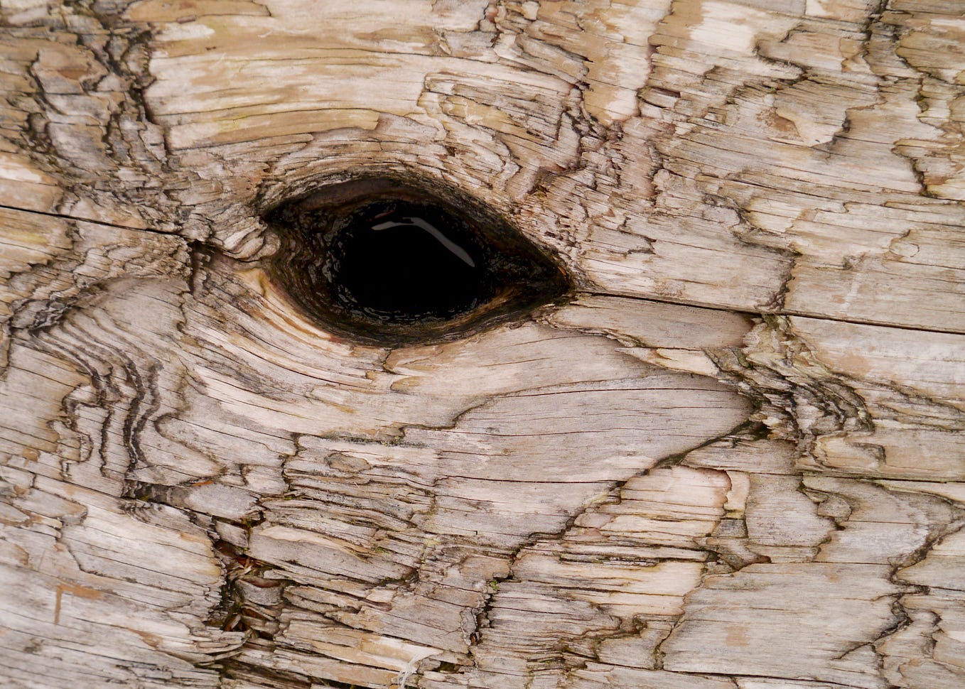 Just gorgeous, Abby. | by Kim Manley Ort | Medium