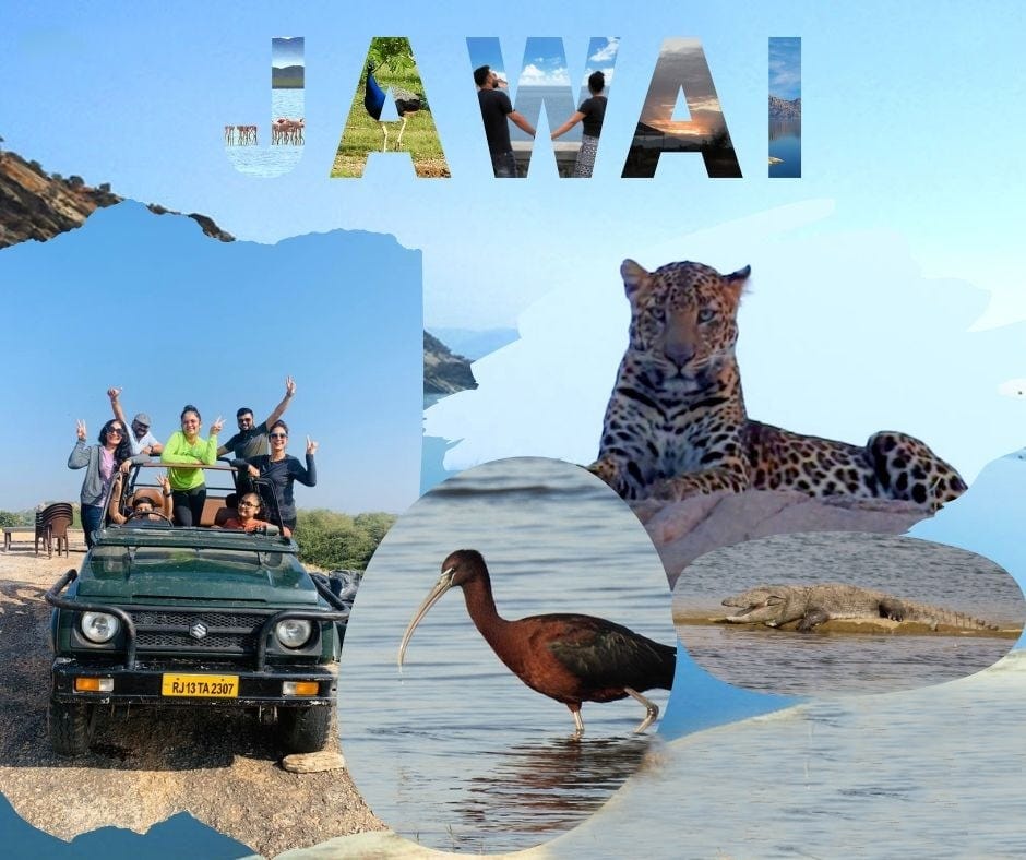 5 Tiger Reserves In Rajasthan To Enjoy The Best of Safari | by Maharana ...