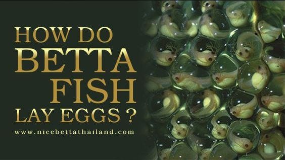 Signs of Betta Fish Illness. Do you know how to spot when your betta ...