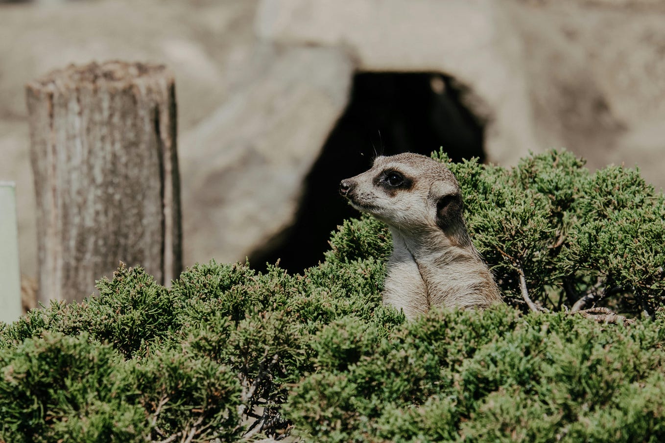 Introduction To Mongodb — A Nosql Database By Dr Virendra Kumar Shrivastava Aws In Plain