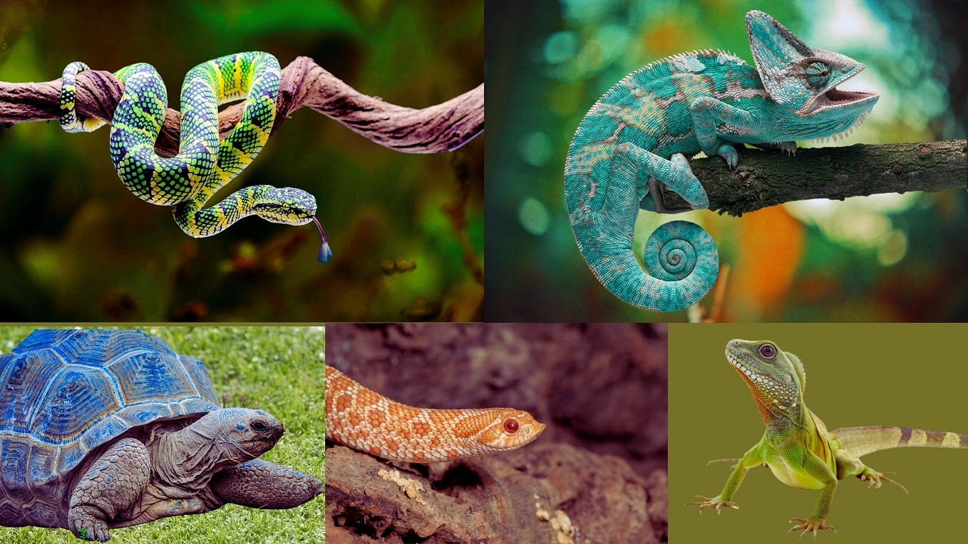 15 Best Rat Breeds You Can Have As Pets - Asadazmat - Medium