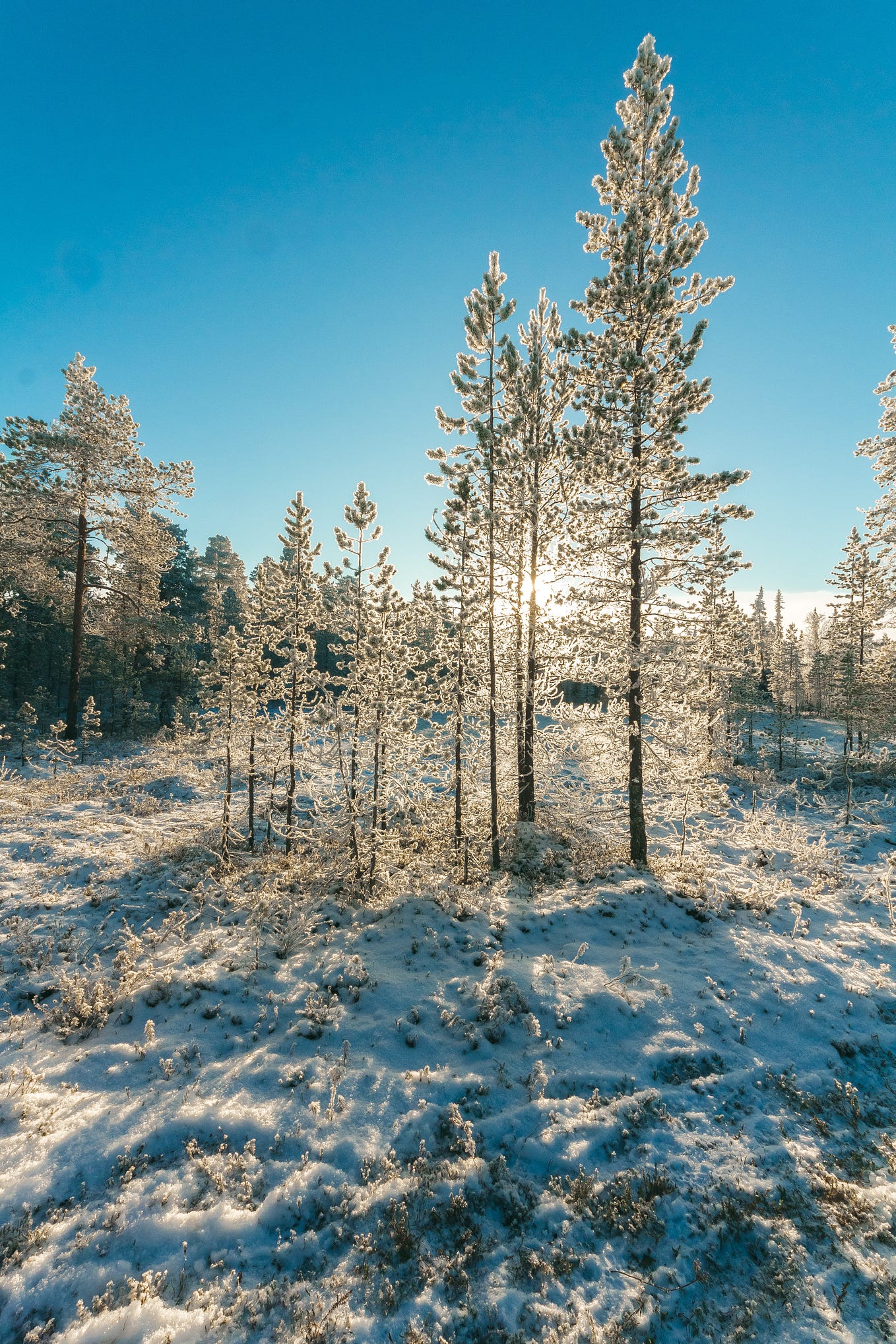 Introduction to Structural Hole Theory | by Carolyn Bentley | Medium