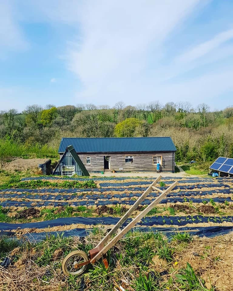 Buckwheat — A Friend in Need. Beds of flowering buckwheat are… | by ...