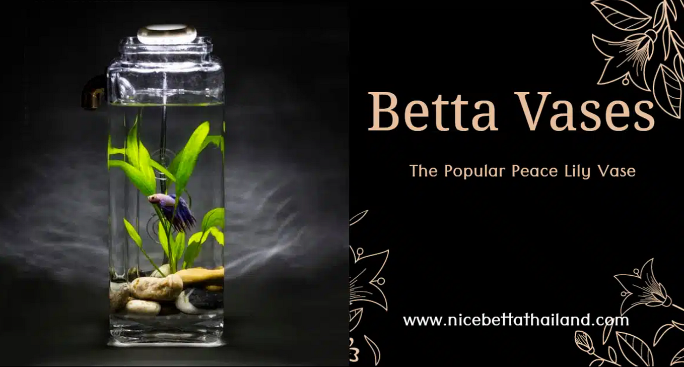 How to Play With Betta Fish - Nice Betta Thailand - Medium