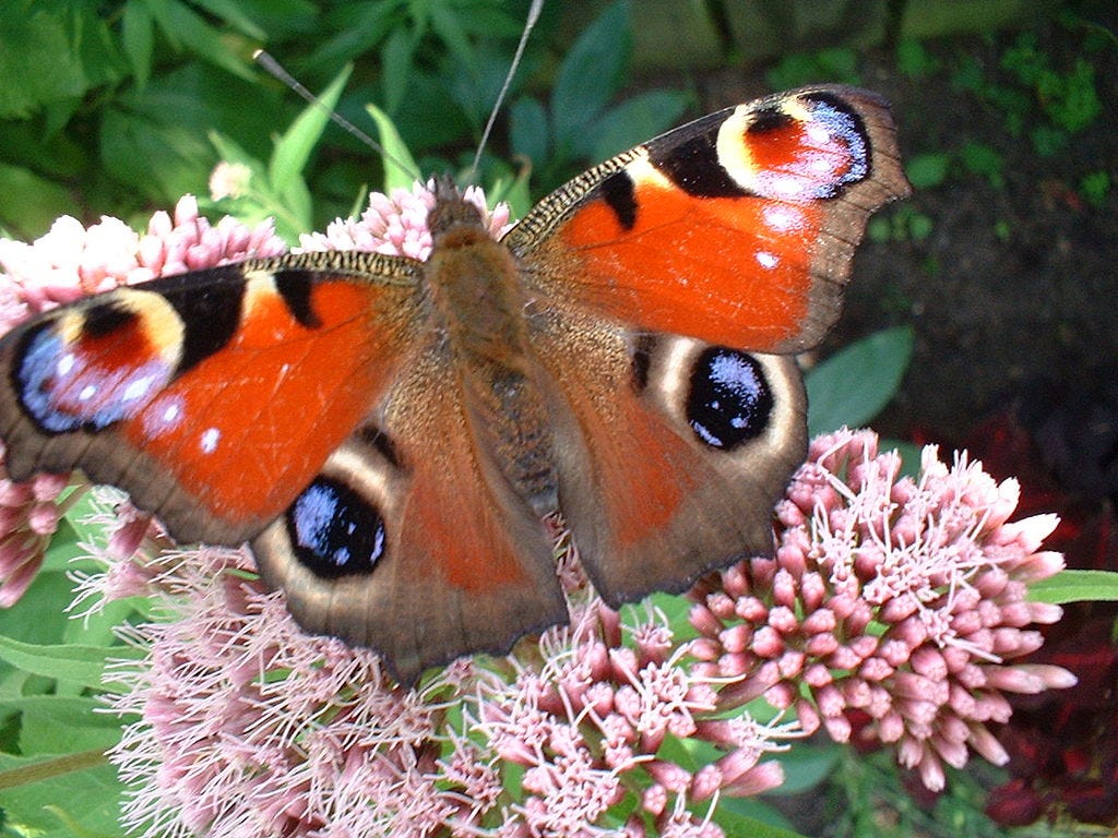 Calculating The Fine Structure Constant 𝛼 And More — Part 5 By The Colour Blog Of Motion