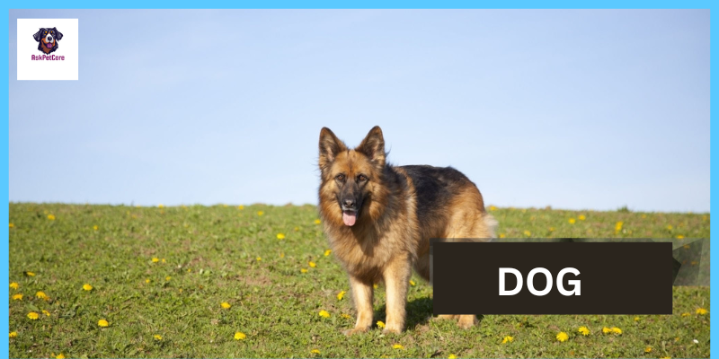 20 Interesting Facts about is German shepherd Good Family Dog - Dr.Arif ...