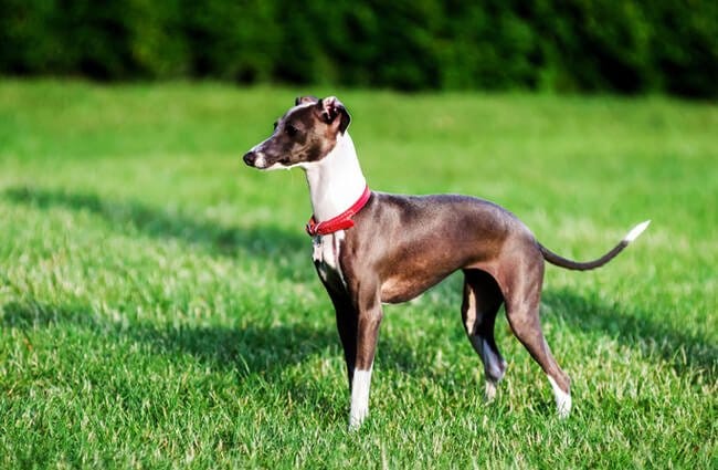 5 Independent Dog Breeds. Seeing a great big pair of… | by Doggone ...