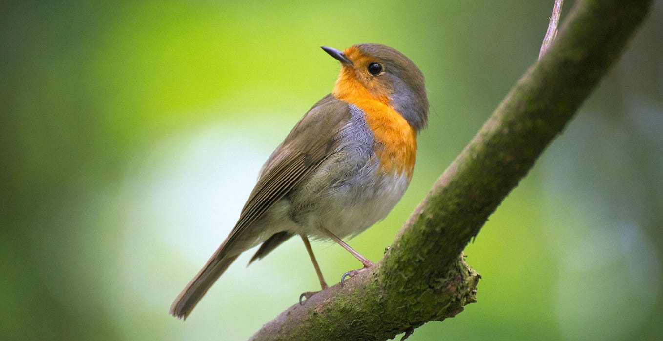The Art of Perching: How and Where Birds Sit and What They Do | by Bird ...