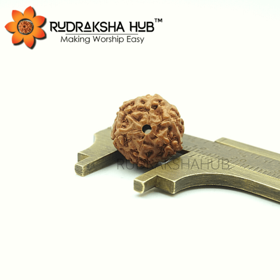 8 Mukhi Rudraksha (Indonesian) - Rudrakshahub - Medium