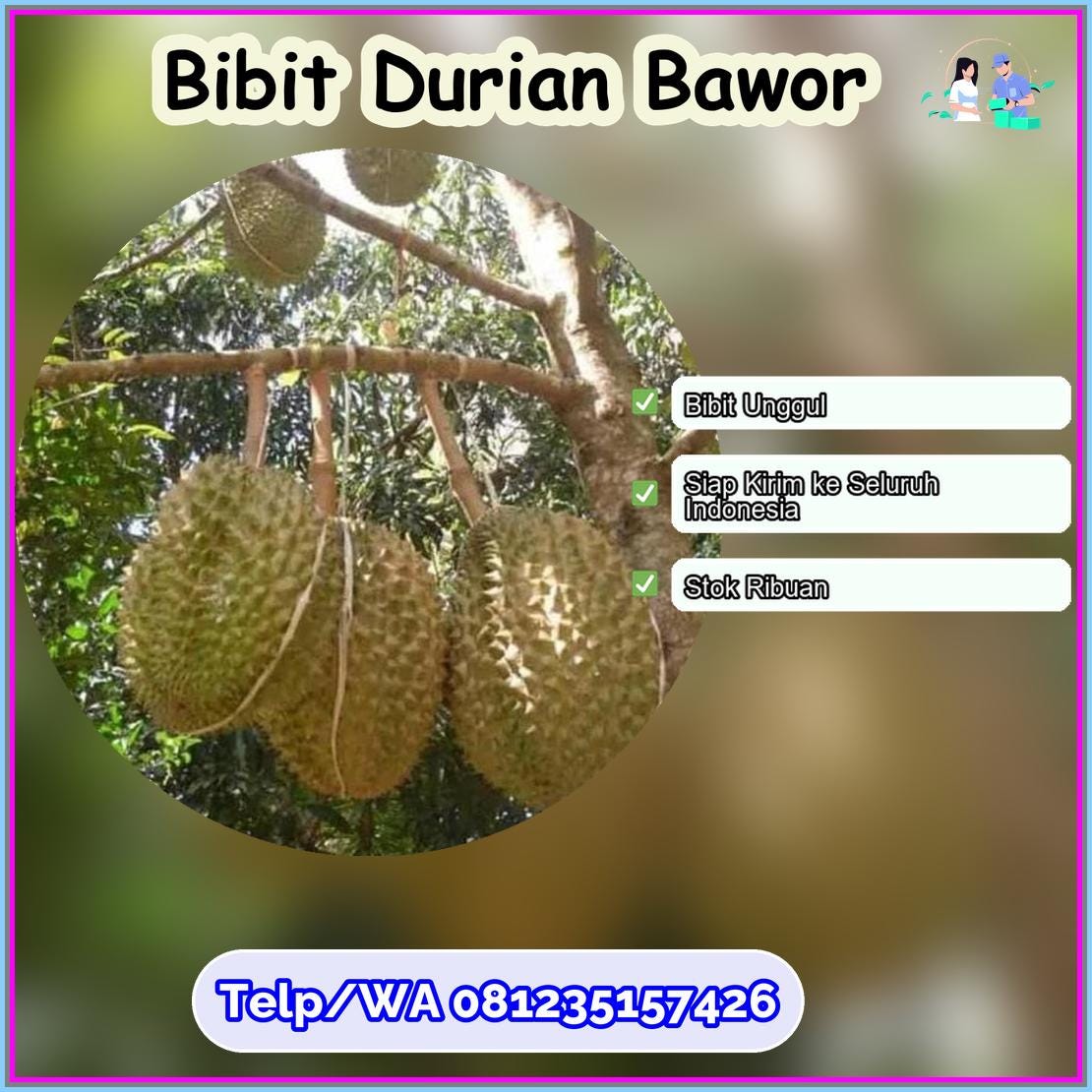 Bibit Matoa Demak | by yuni kamboja | Medium