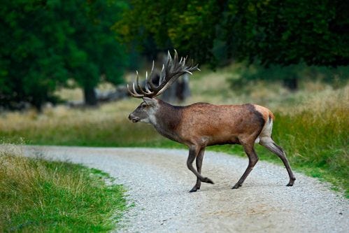 How to Make the Right Deer Repellent Purchasing Decision: Top Tips | by ...