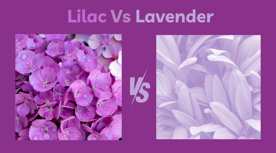 Understanding Standard Photo Sizes — Comprehensive Guide | by Mark ...