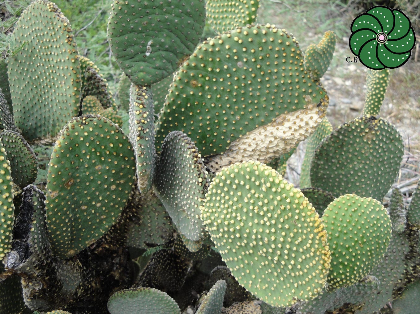 Historia de una invasión. Las plantas rodantes del desierto. | by ...
