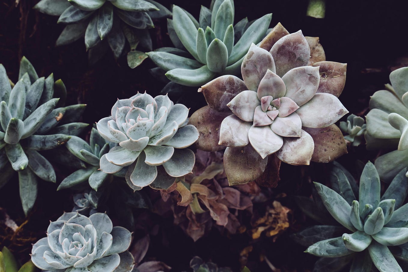 10 Best Low-Light Indoor Plants for Your Home — Wellpottedplantsae | by ...
