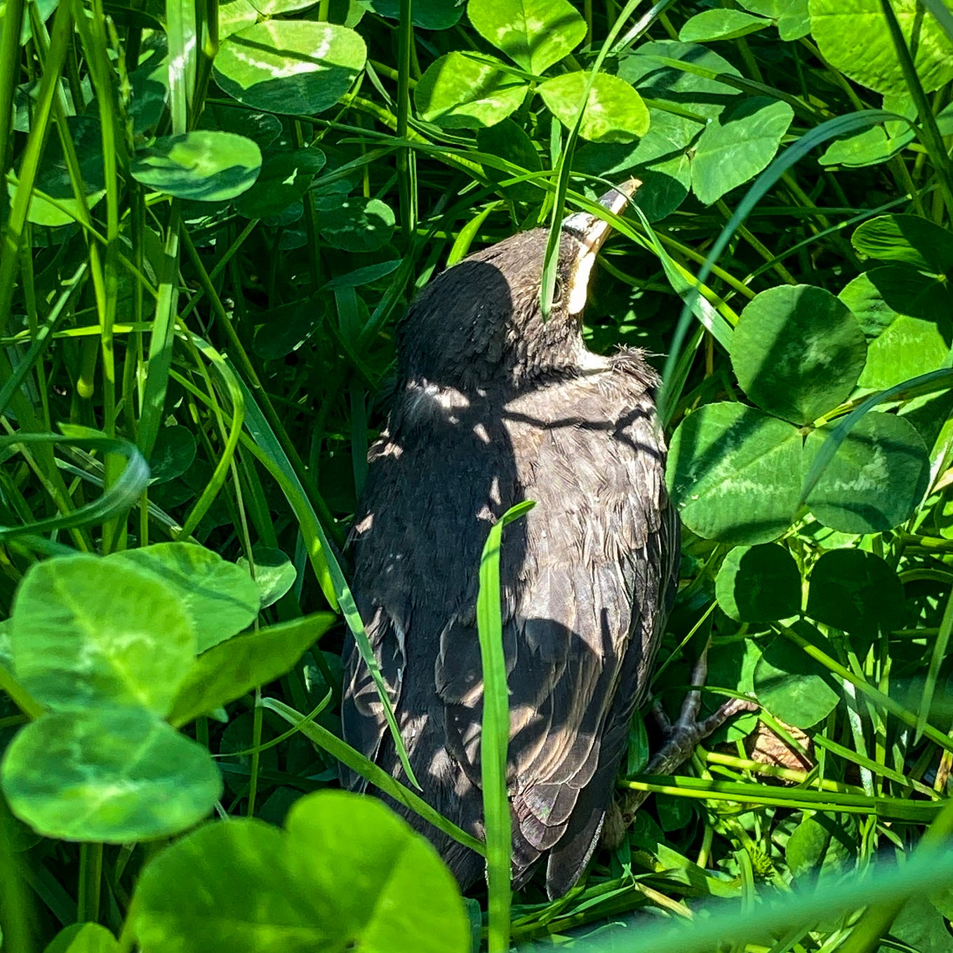 Urban Birdwatching Adventure: Exploring the John Heinz National Wildlife Refuge at Tinicum | by ...