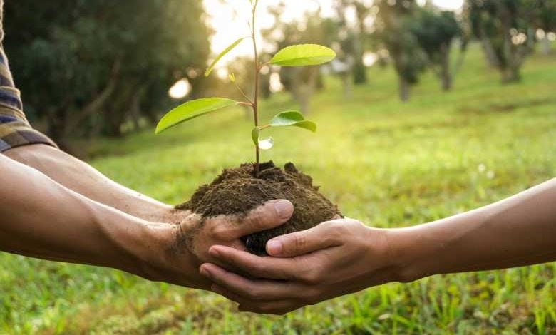 TeraverseDAO : reforestation plan 😻 | by Teraverse DAO | Medium