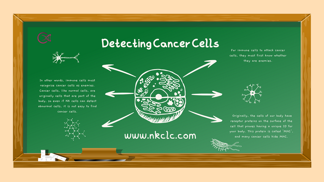 Advantages Of Nk Cells Due To Their Natural Ability To By Nkcl Classic Apr 2024 Medium