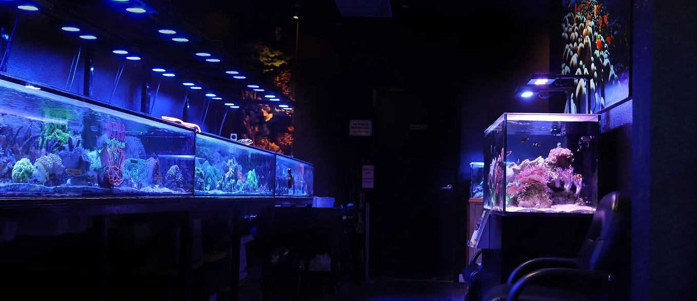 Professional Aquarium Maintenance Services for Clean Tanks - Aquatica ...