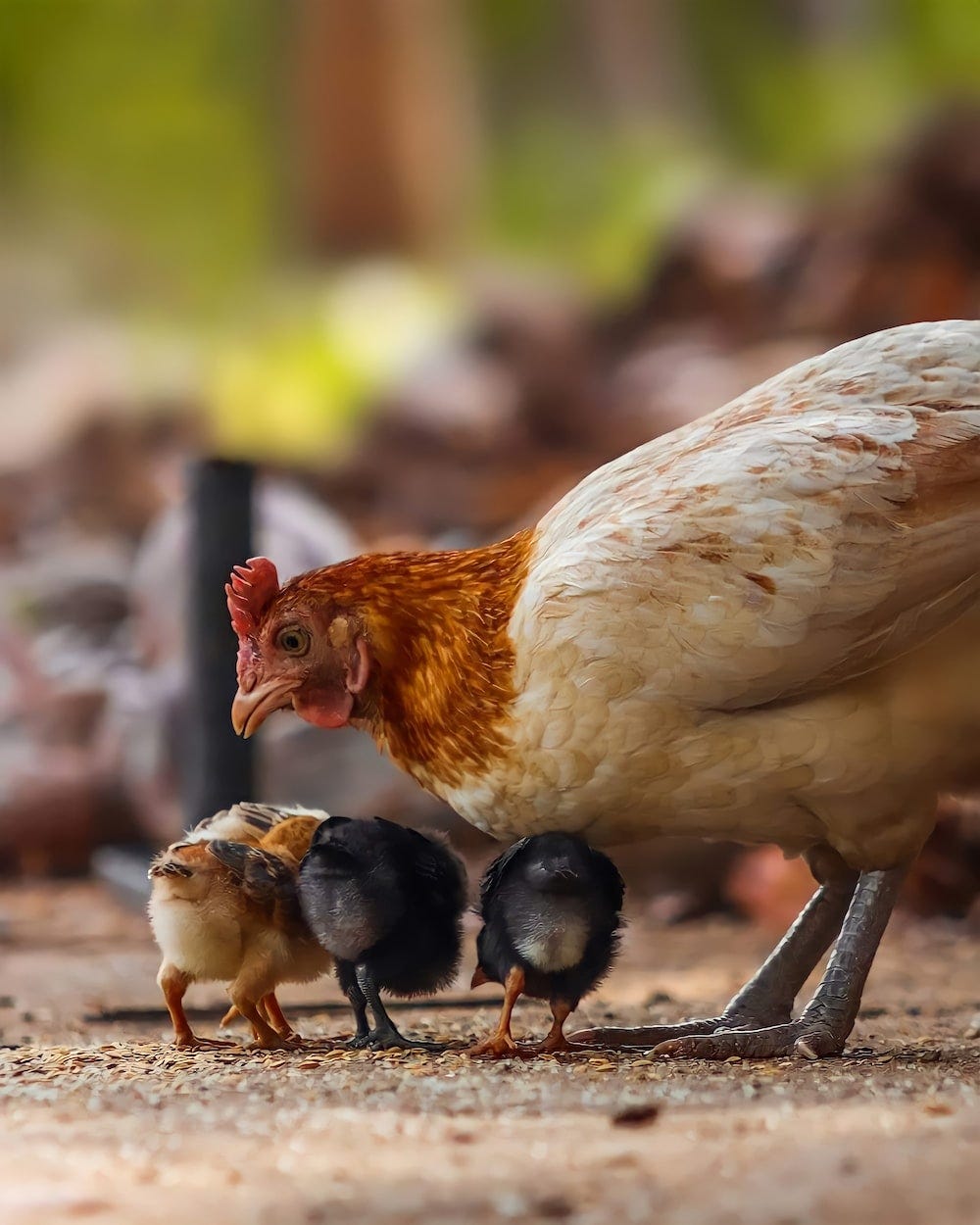 The Complete Guide To Starting a Poultry Farming Business | by Benjamin ...